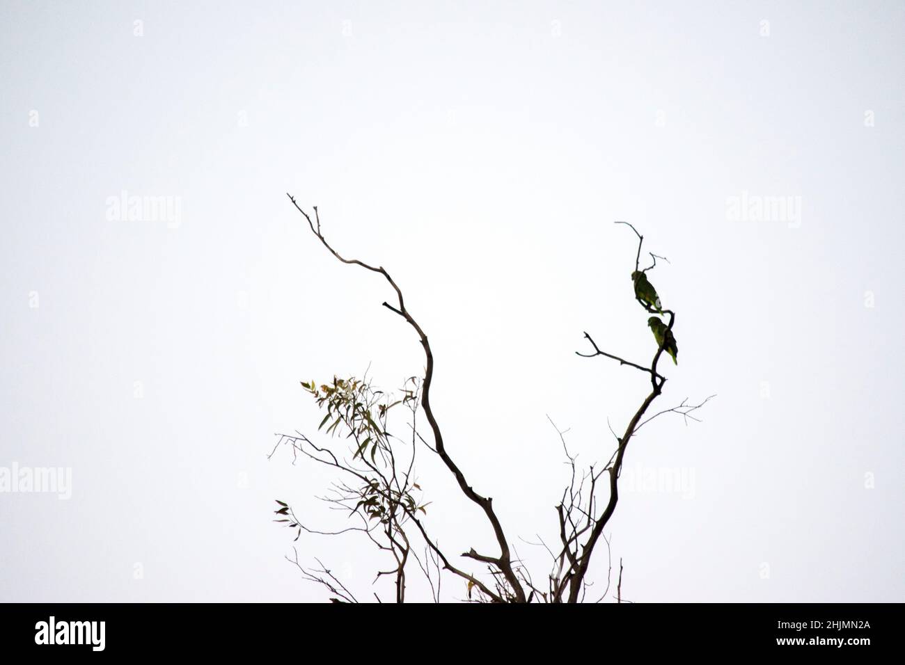 Uccelli sui rami immagini e fotografie stock ad alta risoluzione - Alamy