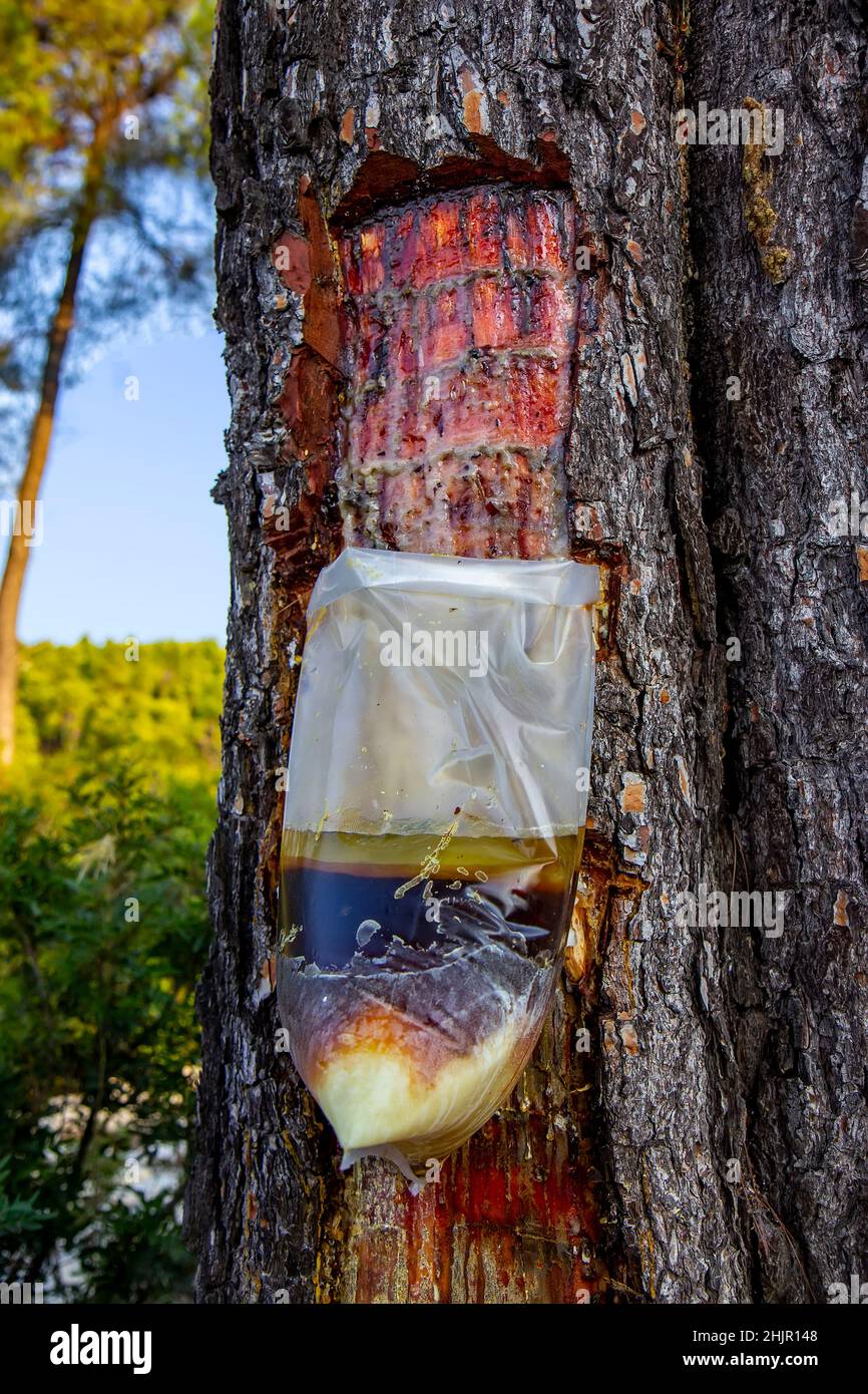 Raccolta della resina immagini e fotografie stock ad alta risoluzione ...