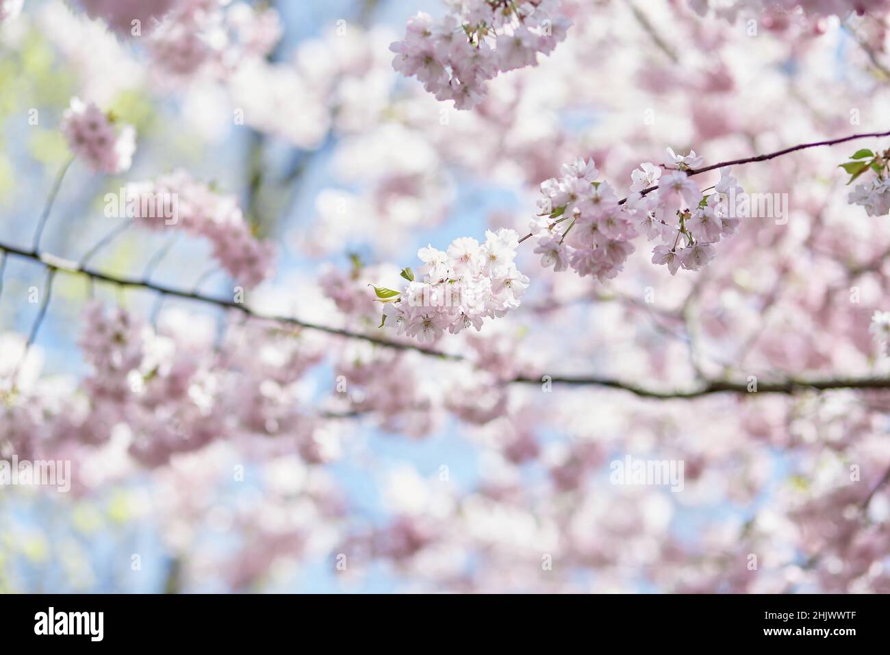 Simbolo del japan immagini e fotografie stock ad alta risoluzione - Alamy