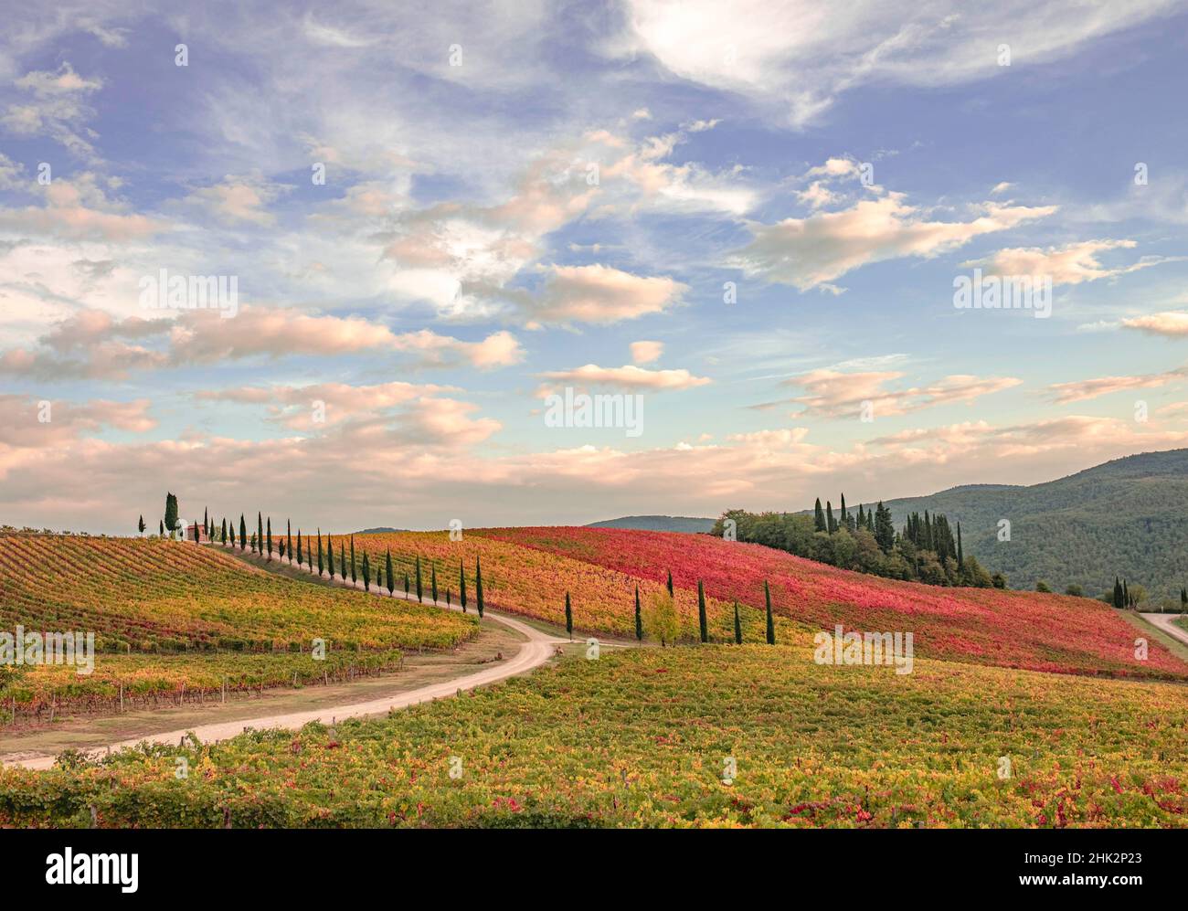 Vigneto in toscana immagini e fotografie stock ad alta risoluzione - Alamy