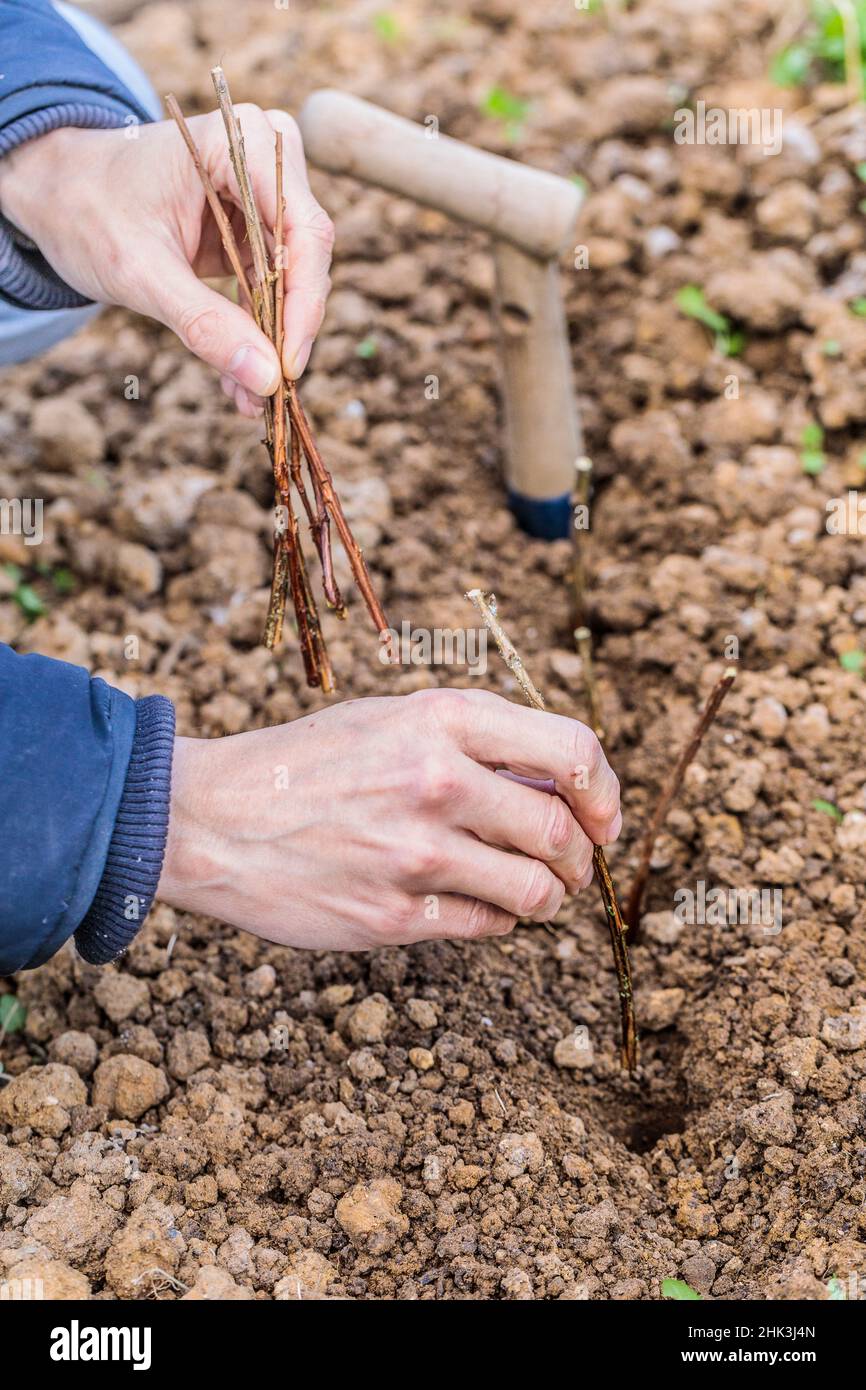 Giardino secco immagini e fotografie stock ad alta risoluzione - Alamy