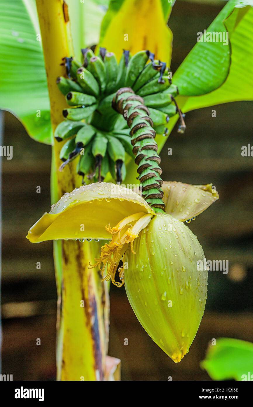 Musa japonica immagini e fotografie stock ad alta risoluzione - Alamy