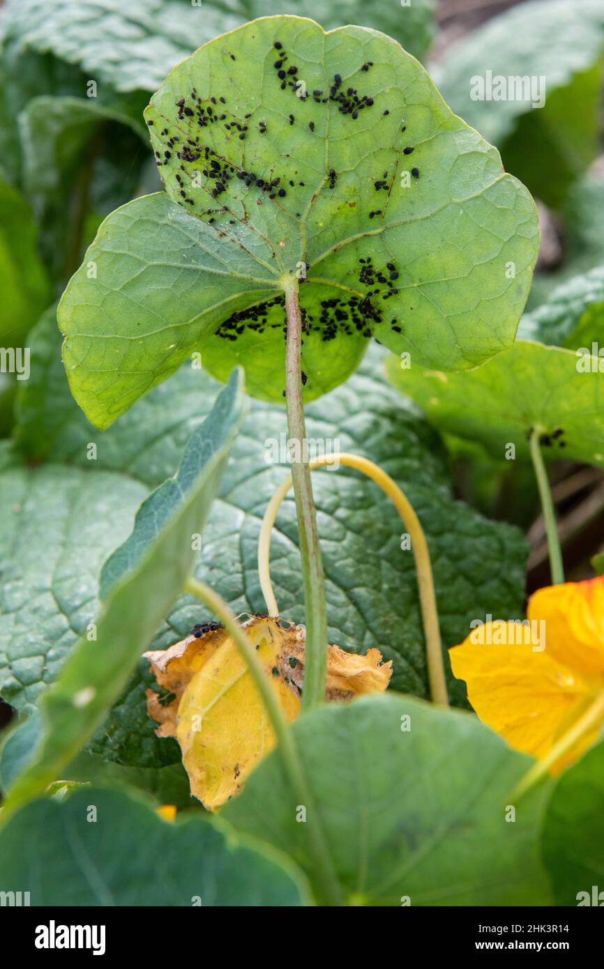 Morfologia vegetale e anatomia immagini e fotografie stock ad alta ...