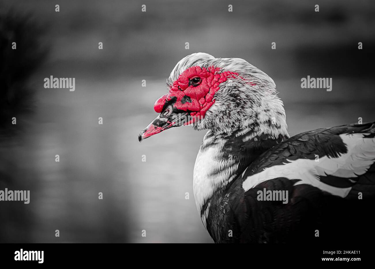 Uccello dalla faccia rossa immagini e fotografie stock ad alta ...