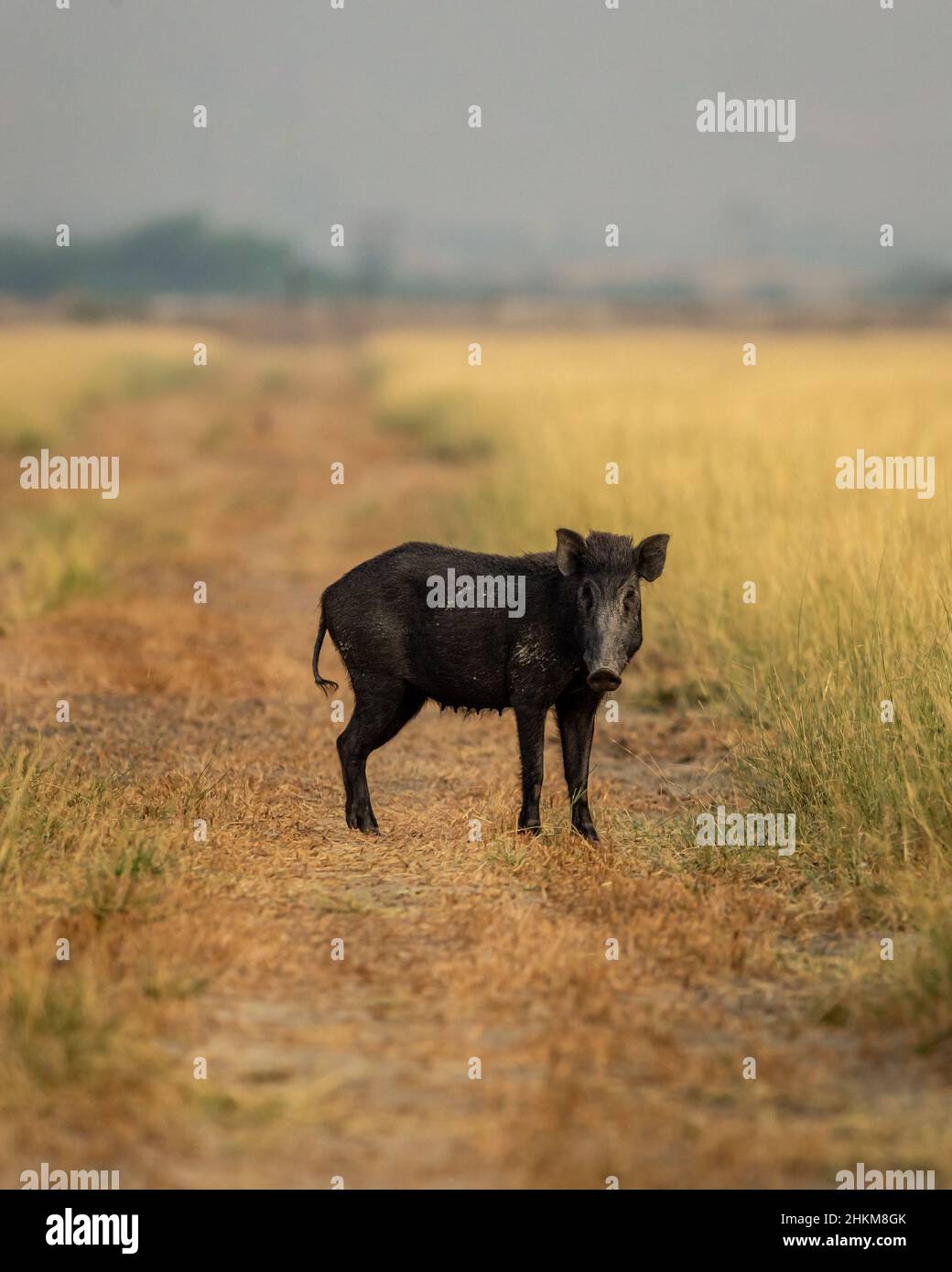 Sus scrofa indian animal immagini e fotografie stock ad alta ...