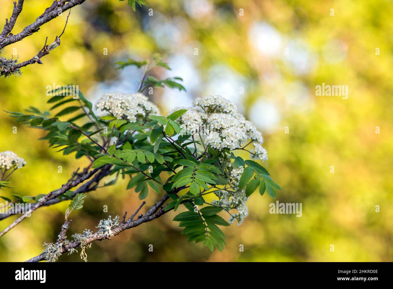 Sorbo albero sorbus aucuparia immagini e fotografie stock ad alta ...