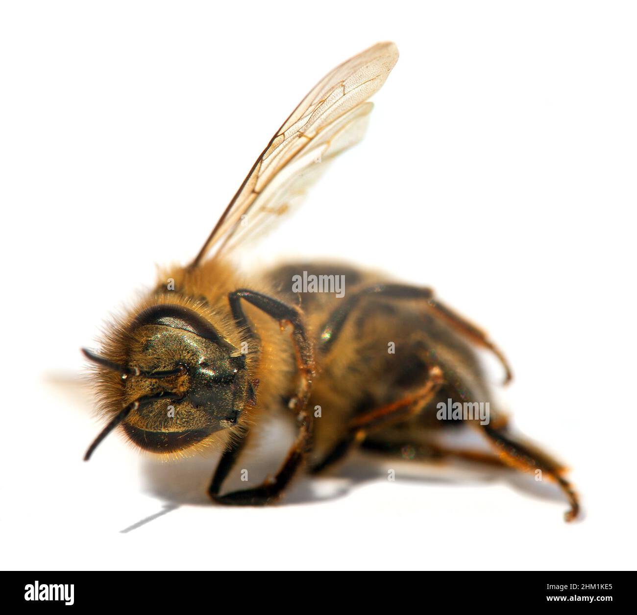 Particolare di ape o di ape in latino Apis mellifera, europeo o ...
