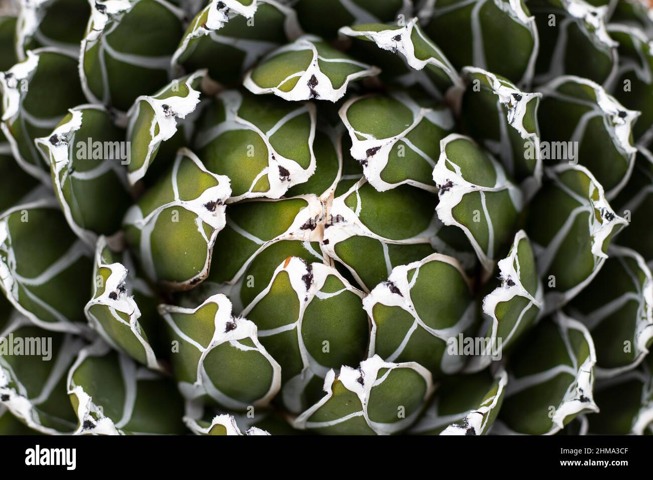 Royal agave agave victoria reginae immagini e fotografie stock ad alta ...