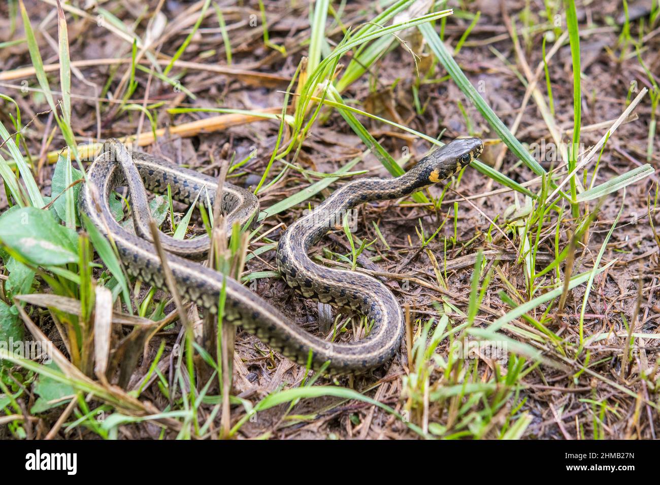 Erba serpente natrix natrix persa immagini e fotografie stock ad alta ...
