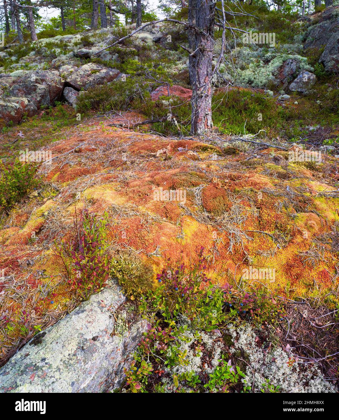 Foresta boreale di conifere con blocchi di granito e licheni delle ...