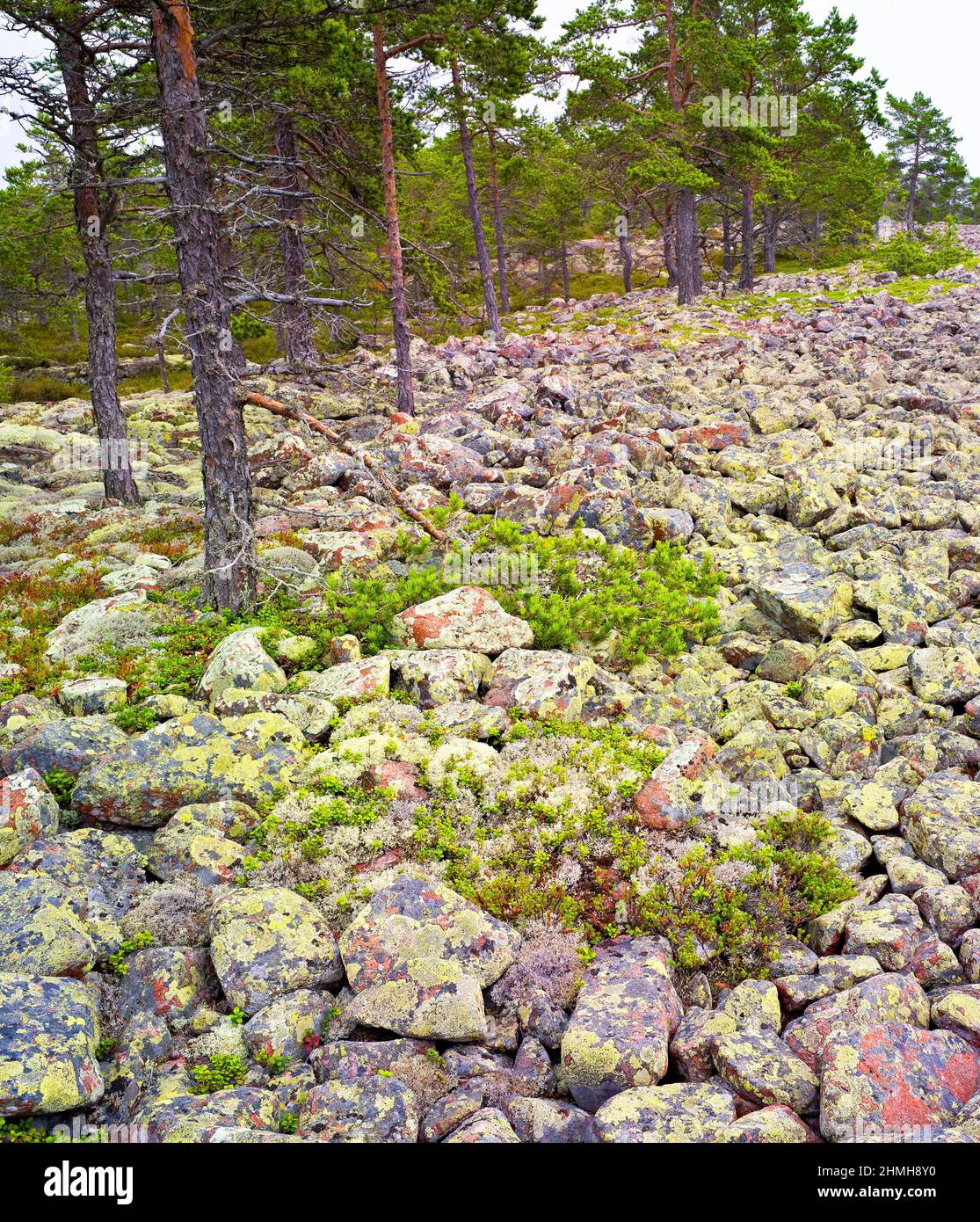 Foresta boreale di conifere con blocchi di granito e licheni delle ...