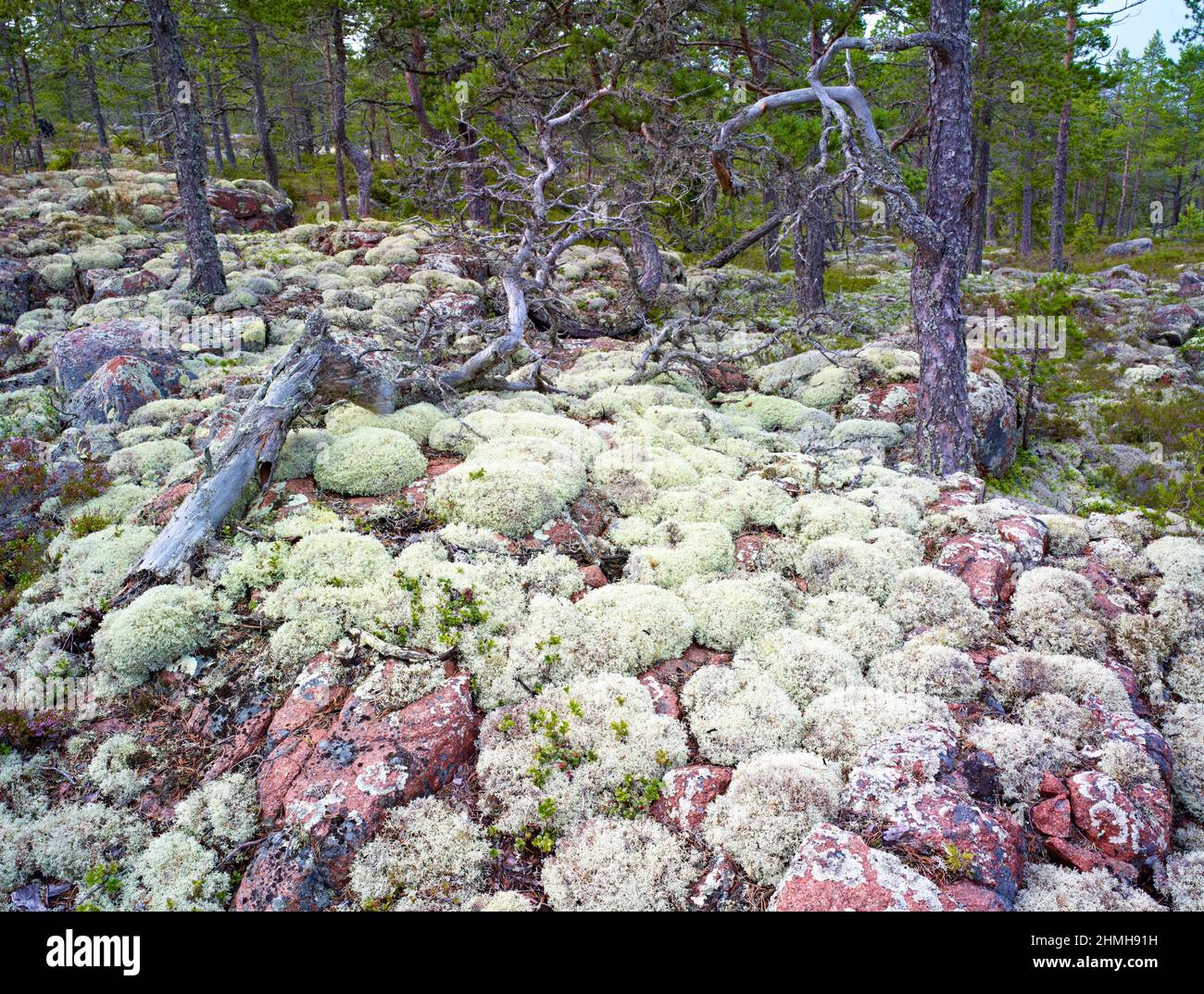 Foresta boreale di conifere con blocchi di granito e licheni delle ...