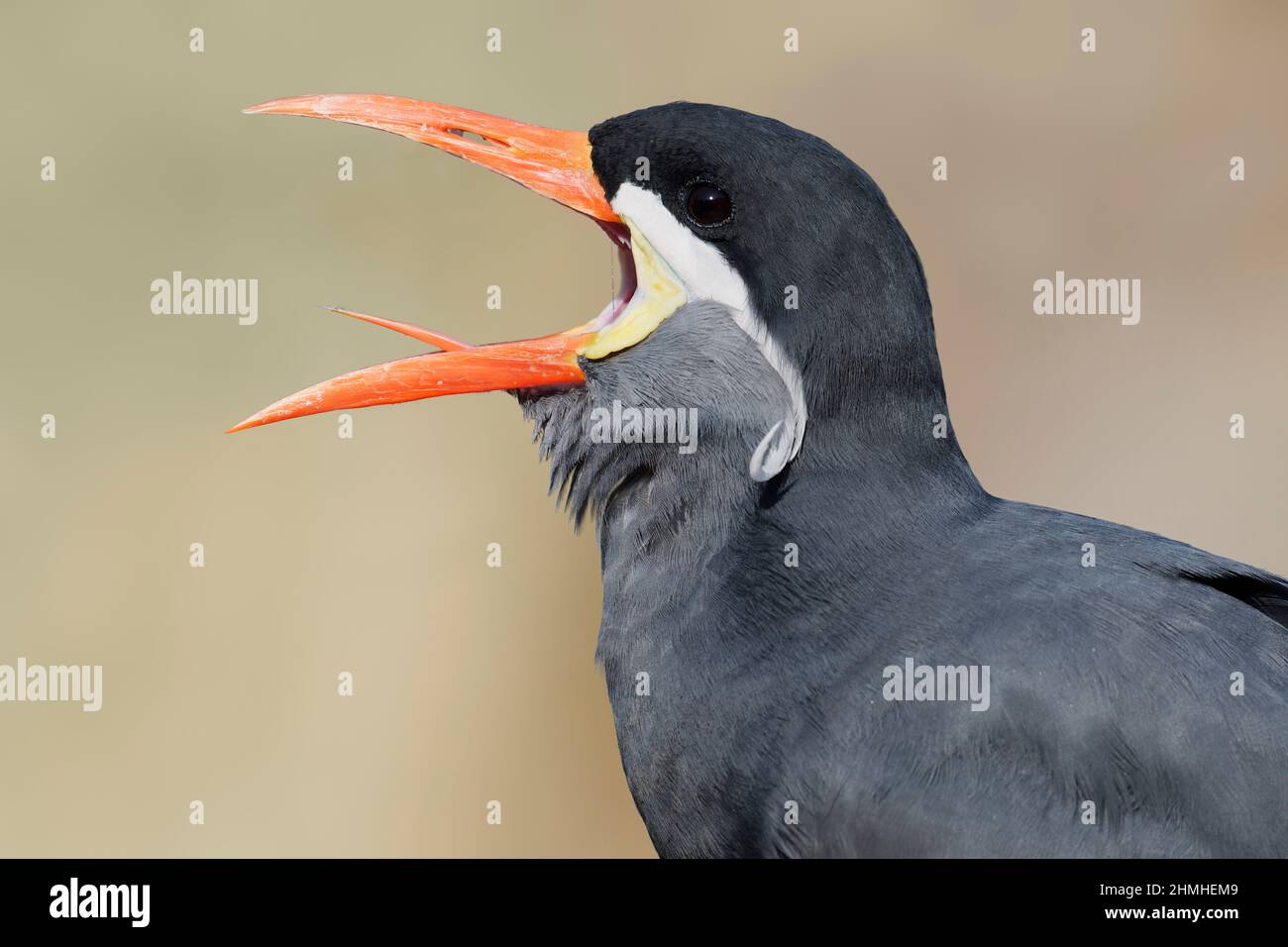 Inca sterna larosterna inca immagini e fotografie stock ad alta ...