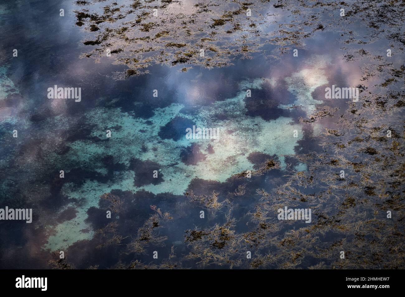 Piante dei fondali marini immagini e fotografie stock ad alta ...