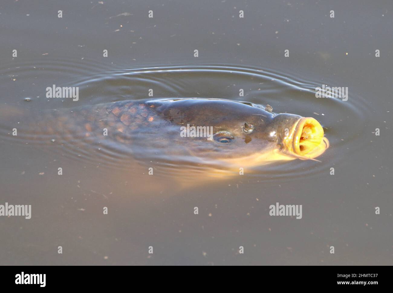 Carpa comune immagini e fotografie stock ad alta risoluzione - Alamy