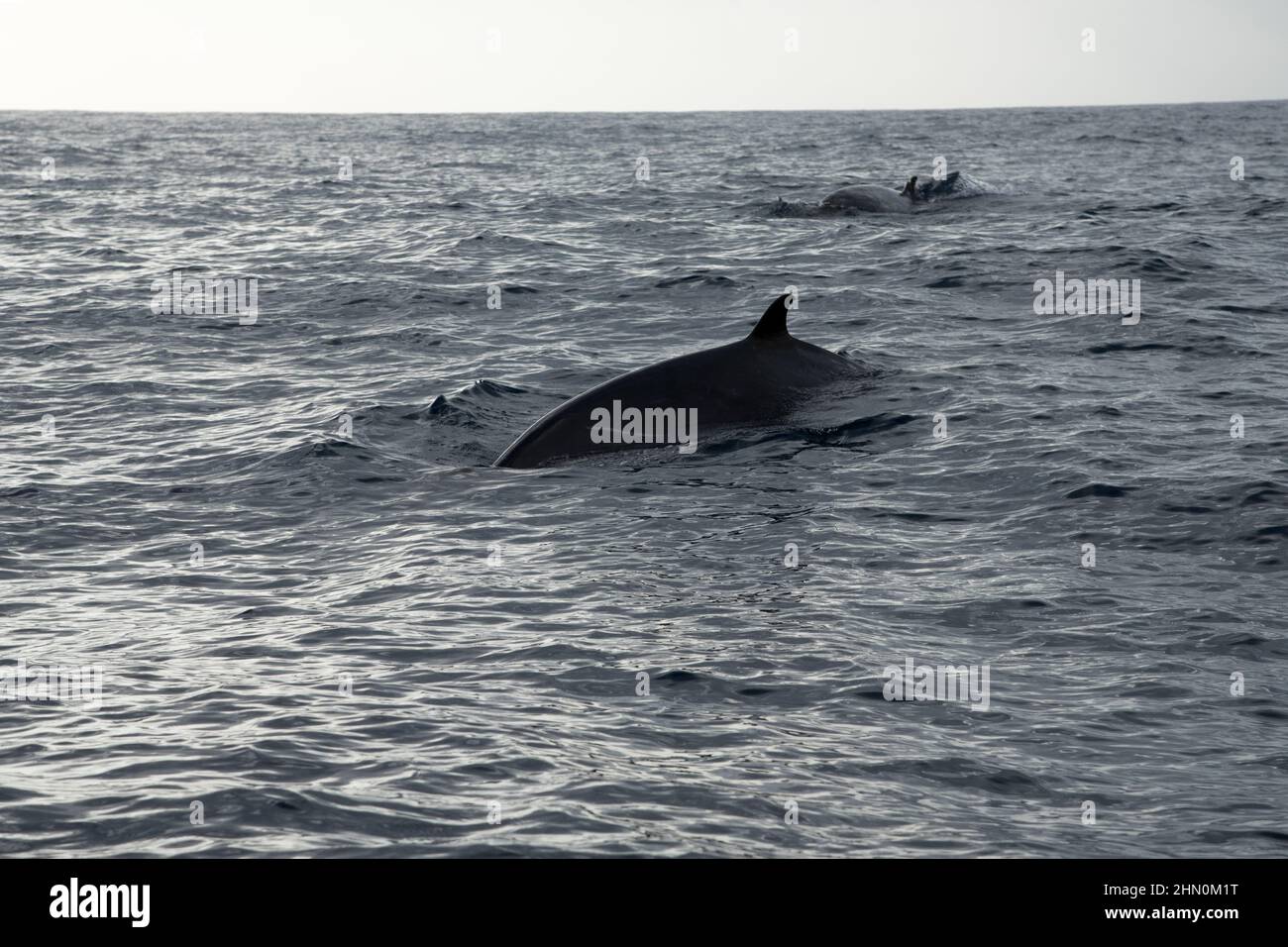 Blainvilles beaked balena mesoplodon densirostris immagini e fotografie ...