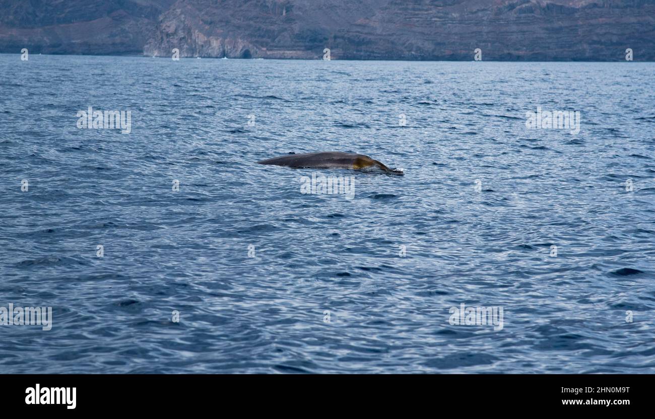 Balena dal becco denso immagini e fotografie stock ad alta risoluzione ...