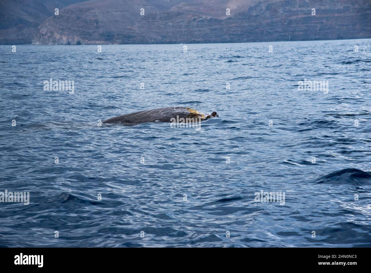 Blainvilles beaked balena mesoplodon densirostris immagini e fotografie ...