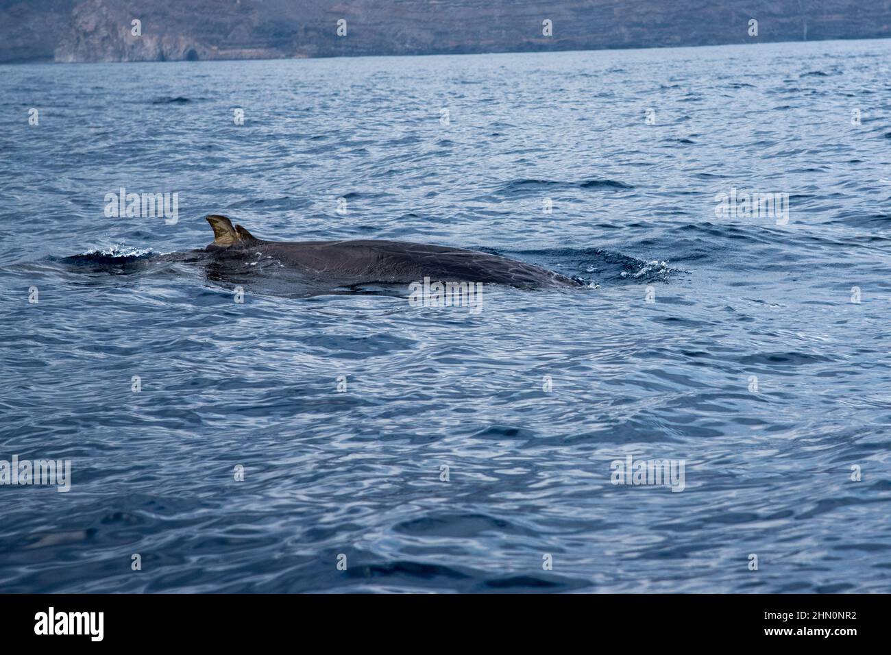 Blainvilles beaked balena mesoplodon densirostris immagini e fotografie ...