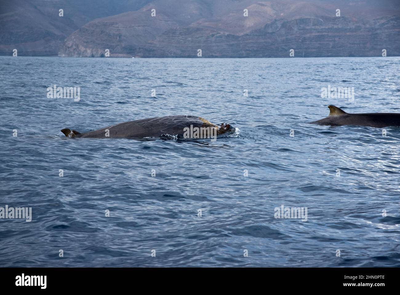 Blainvilles beaked balena mesoplodon densirostris immagini e fotografie ...