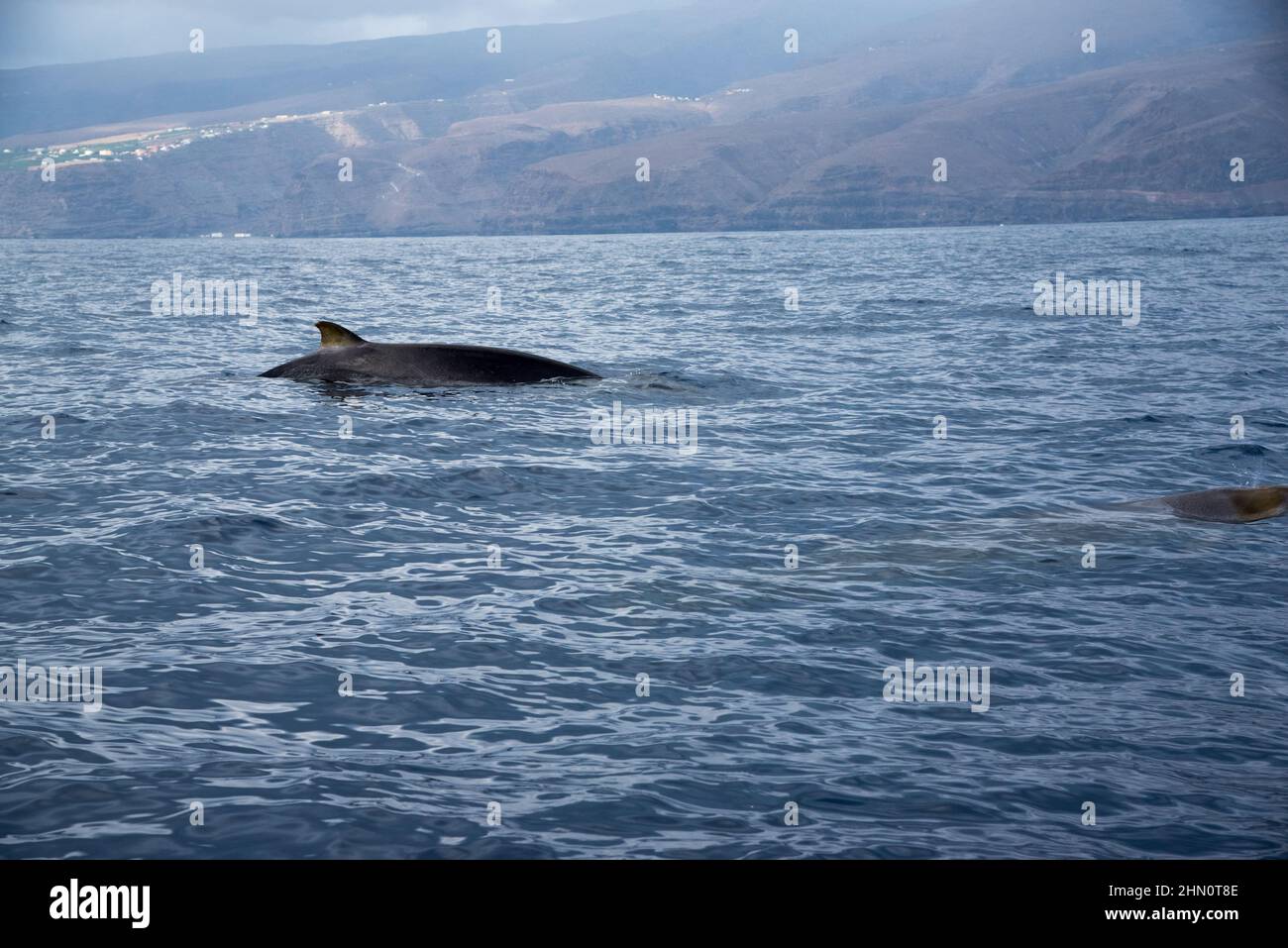 Blainvilles beaked balena mesoplodon densirostris immagini e fotografie ...