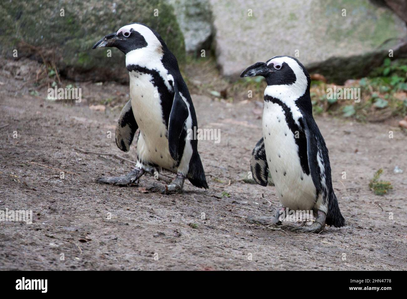 Due run immagini e fotografie stock ad alta risoluzione - Alamy