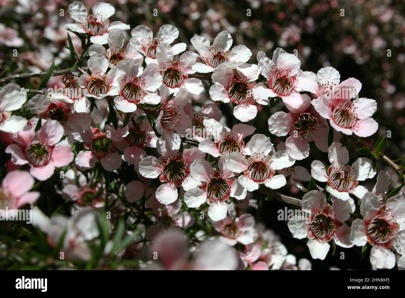 IL FIORE DI CERA DI GERALDTON (CHAMELAUCIUM UNCINATUM) È UNA PIANTA DI ...