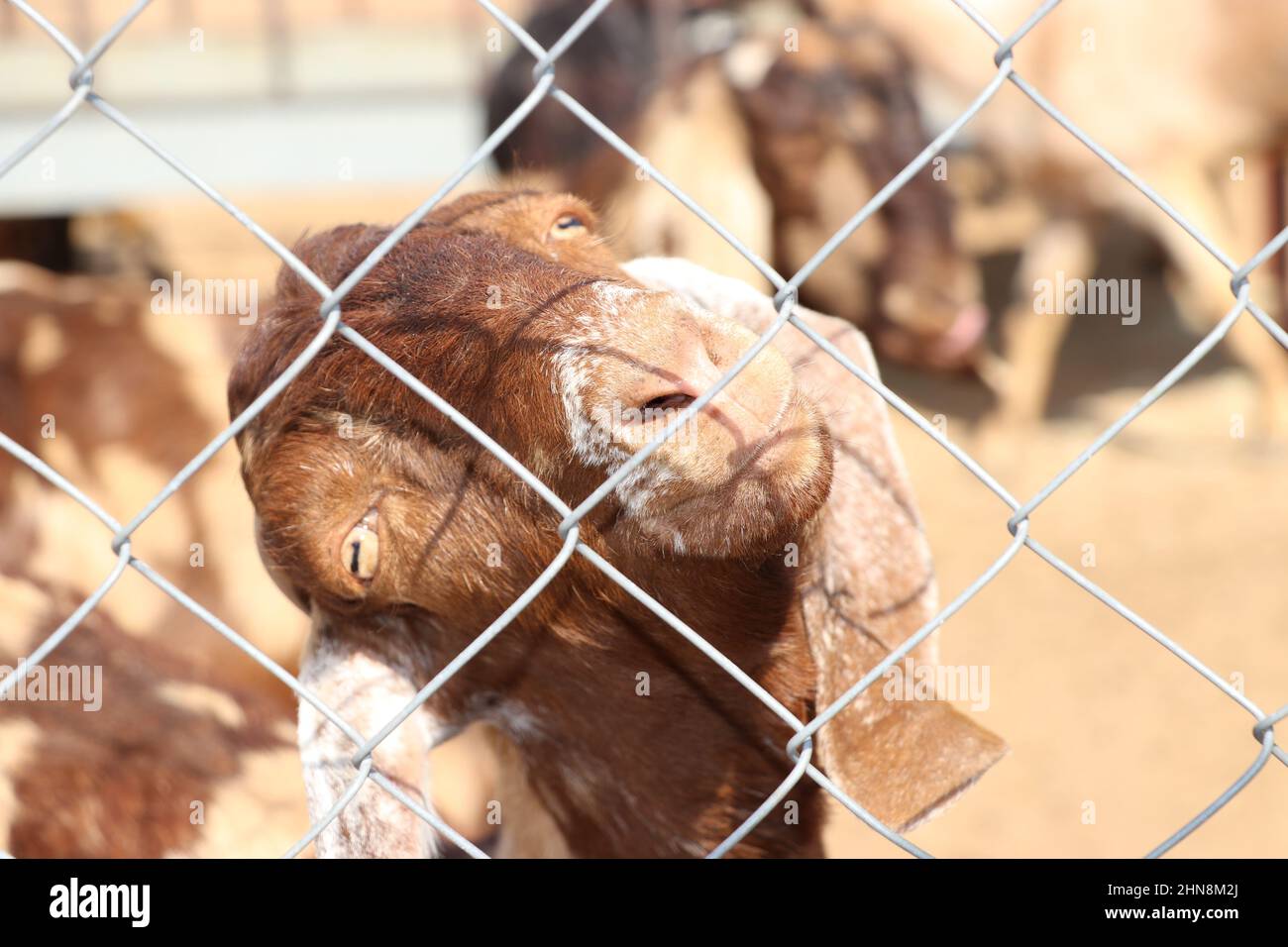 Capra con la testa nella recinzione immagini e fotografie stock ad alta ...