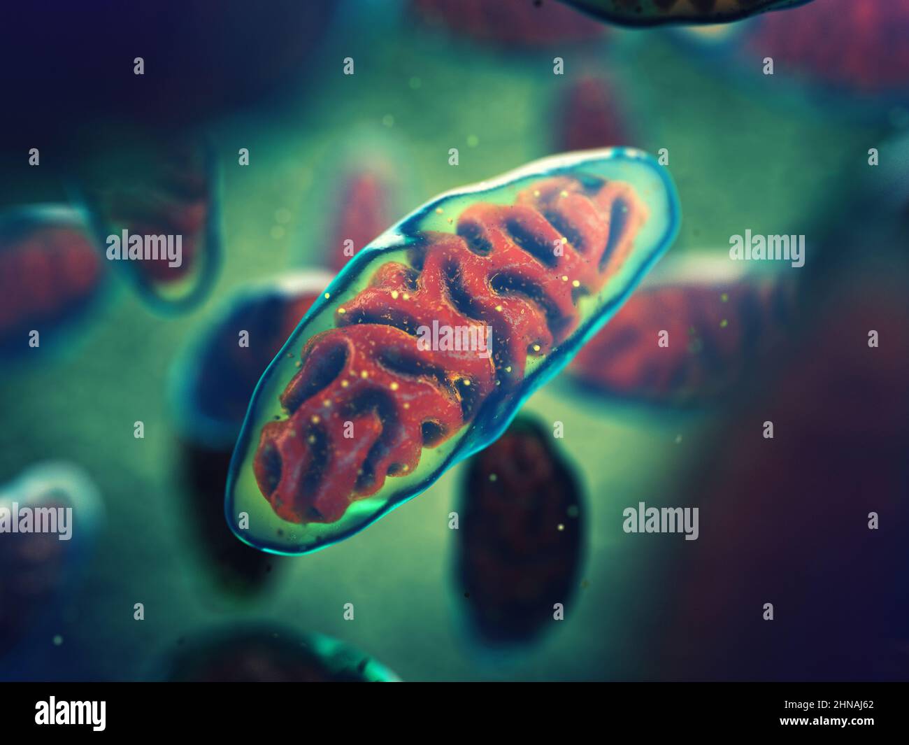 Cellula eucariotica immagini e fotografie stock ad alta risoluzione - Alamy