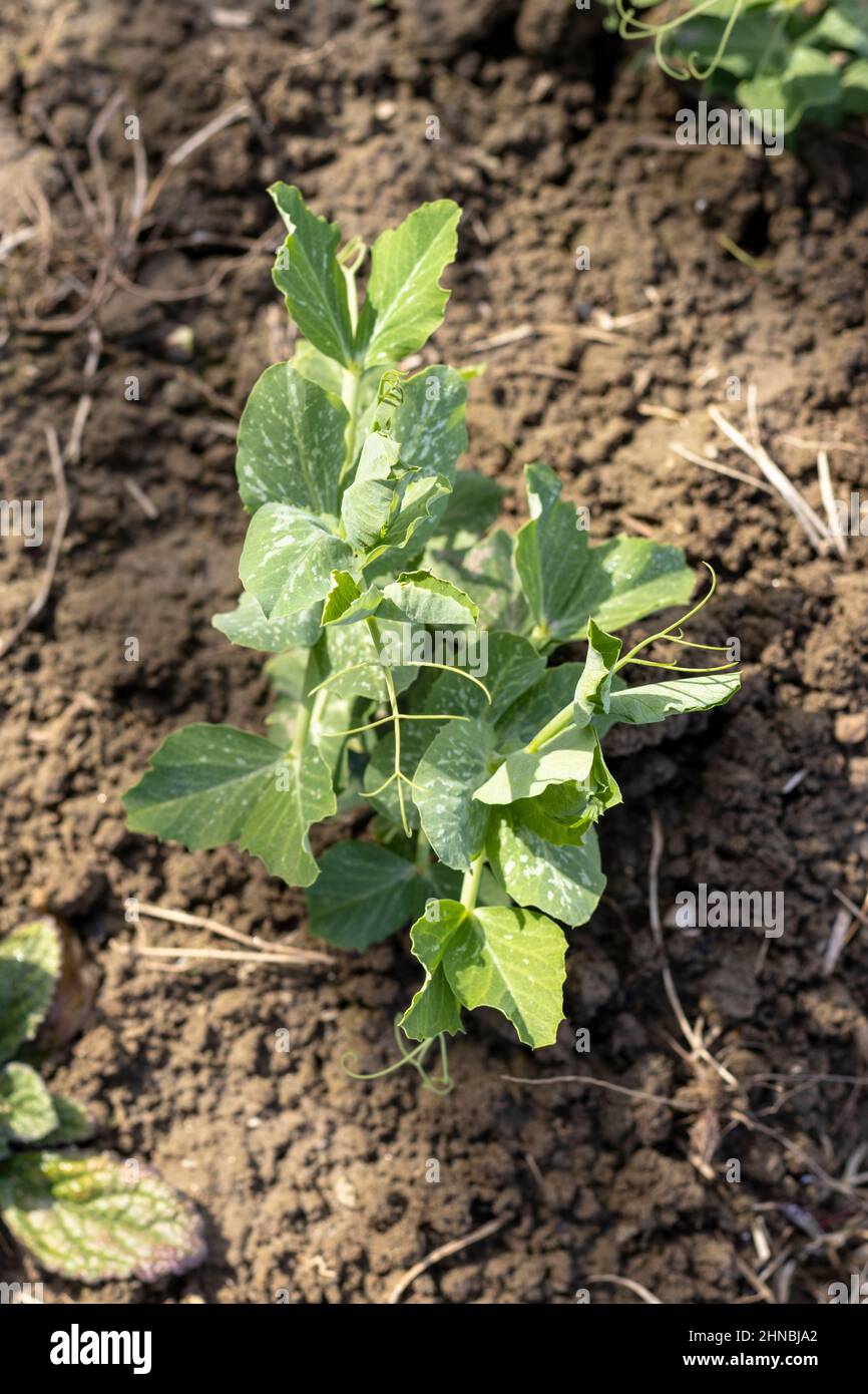 Piccola pianta di piselli immagini e fotografie stock ad alta ...