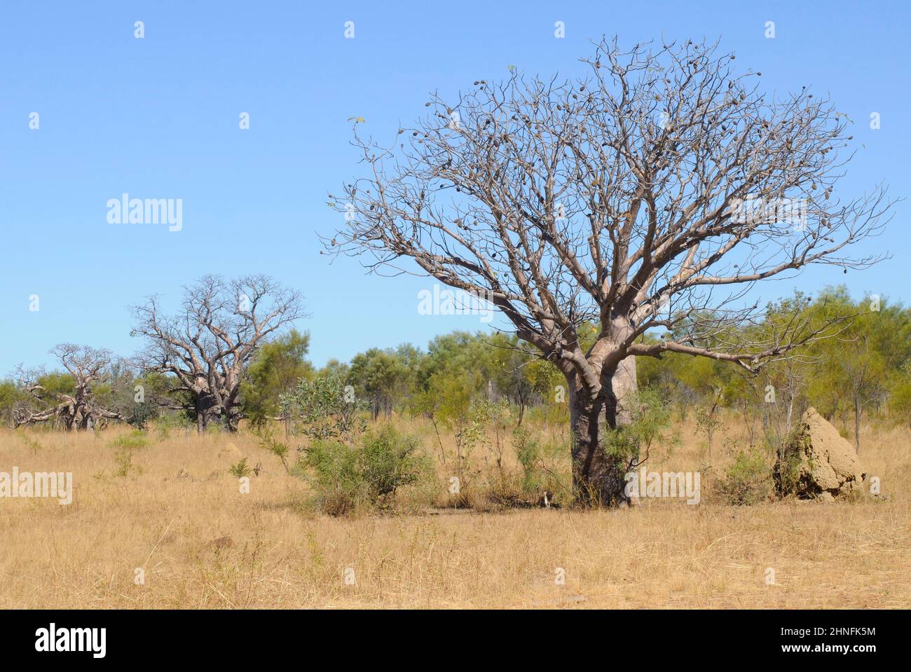 Boab australiano adansonia gregorii immagini e fotografie stock ad alta ...