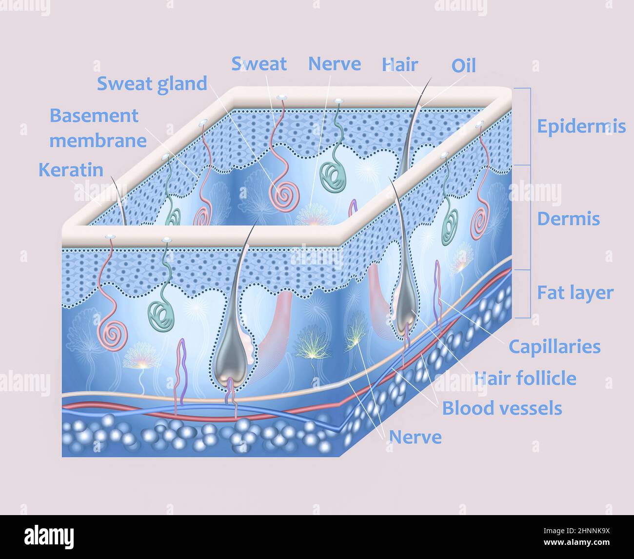 Strati del corpo umano immagini e fotografie stock ad alta risoluzione ...