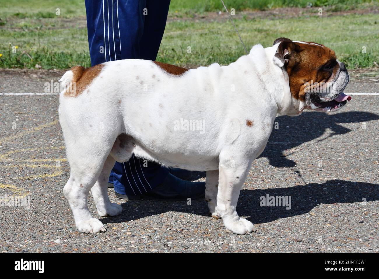 Cane da toro immagini e fotografie stock ad alta risoluzione - Alamy