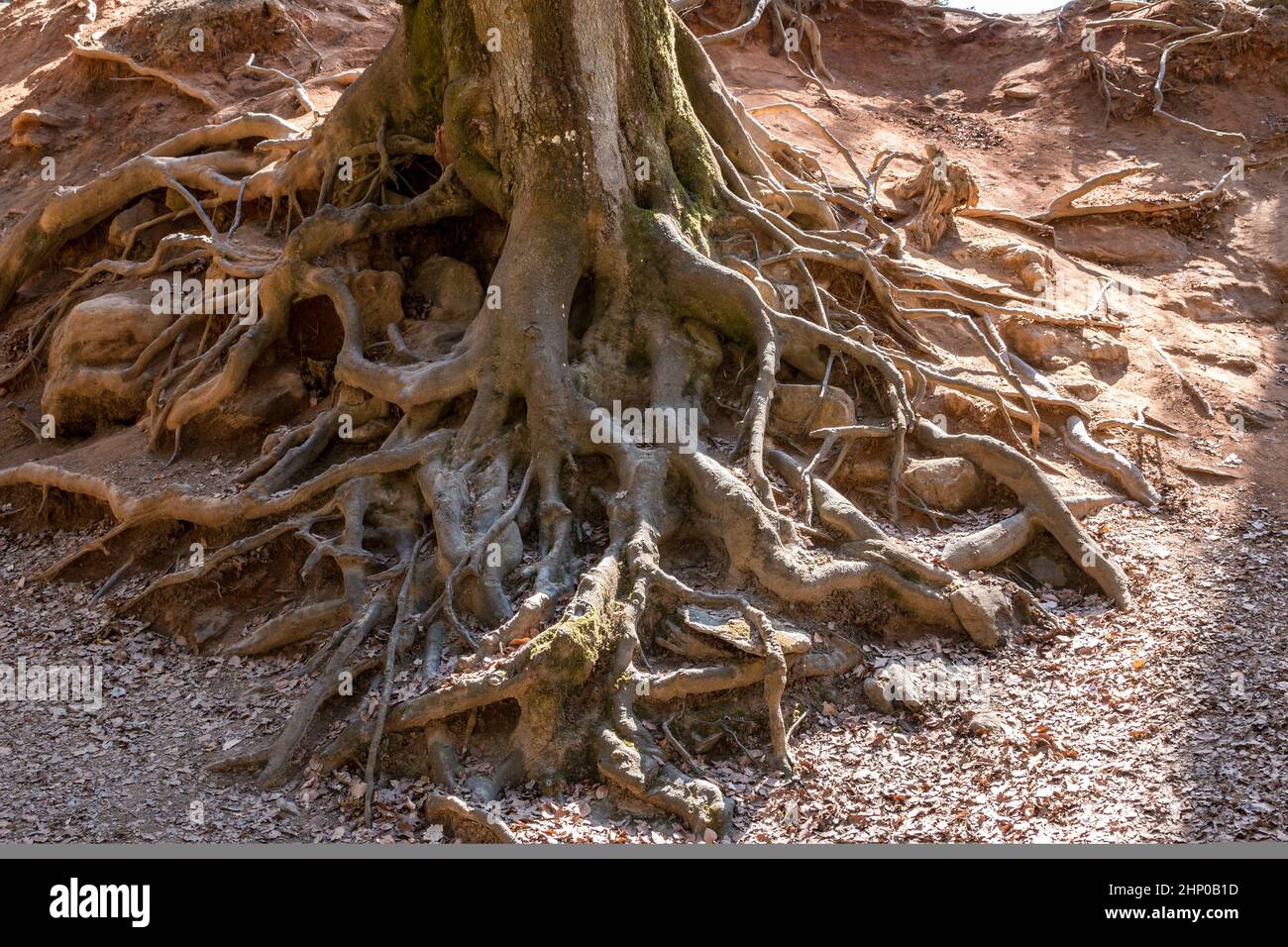 Suolo secco radici degli alberi acqua immagini e fotografie stock ad ...