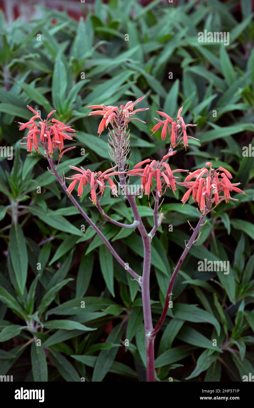 Syn aloe beniensis immagini e fotografie stock ad alta risoluzione - Alamy
