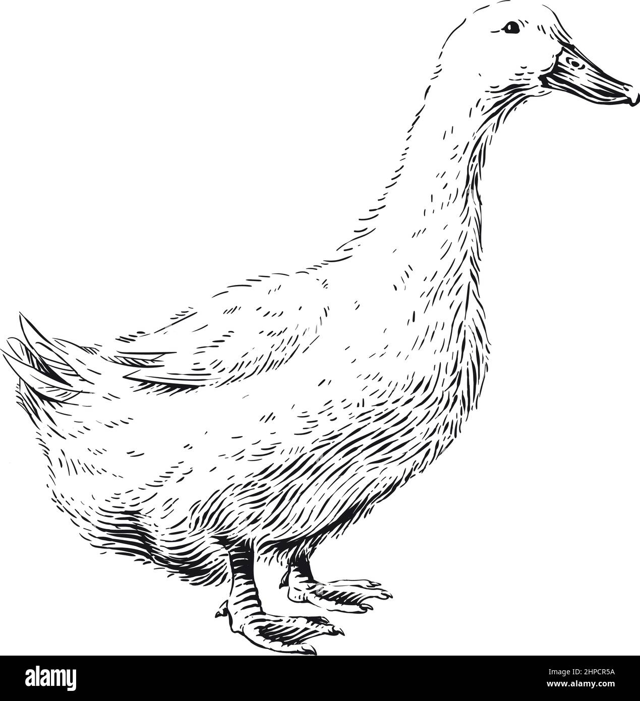 disegno a mano d'anatra disegno disegno disegno disegno incisione ...