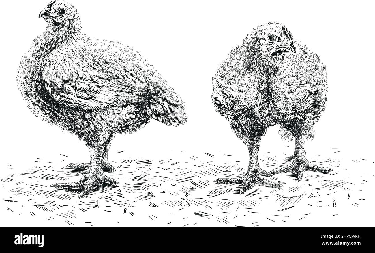 disegno a mano di pollo disegno disegno incisione disegno modello ...