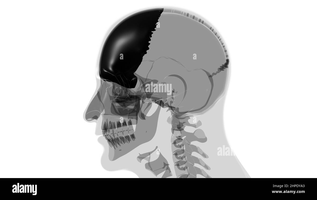 Anatomia ossea frontale del cranio dello scheletro umano per l ...