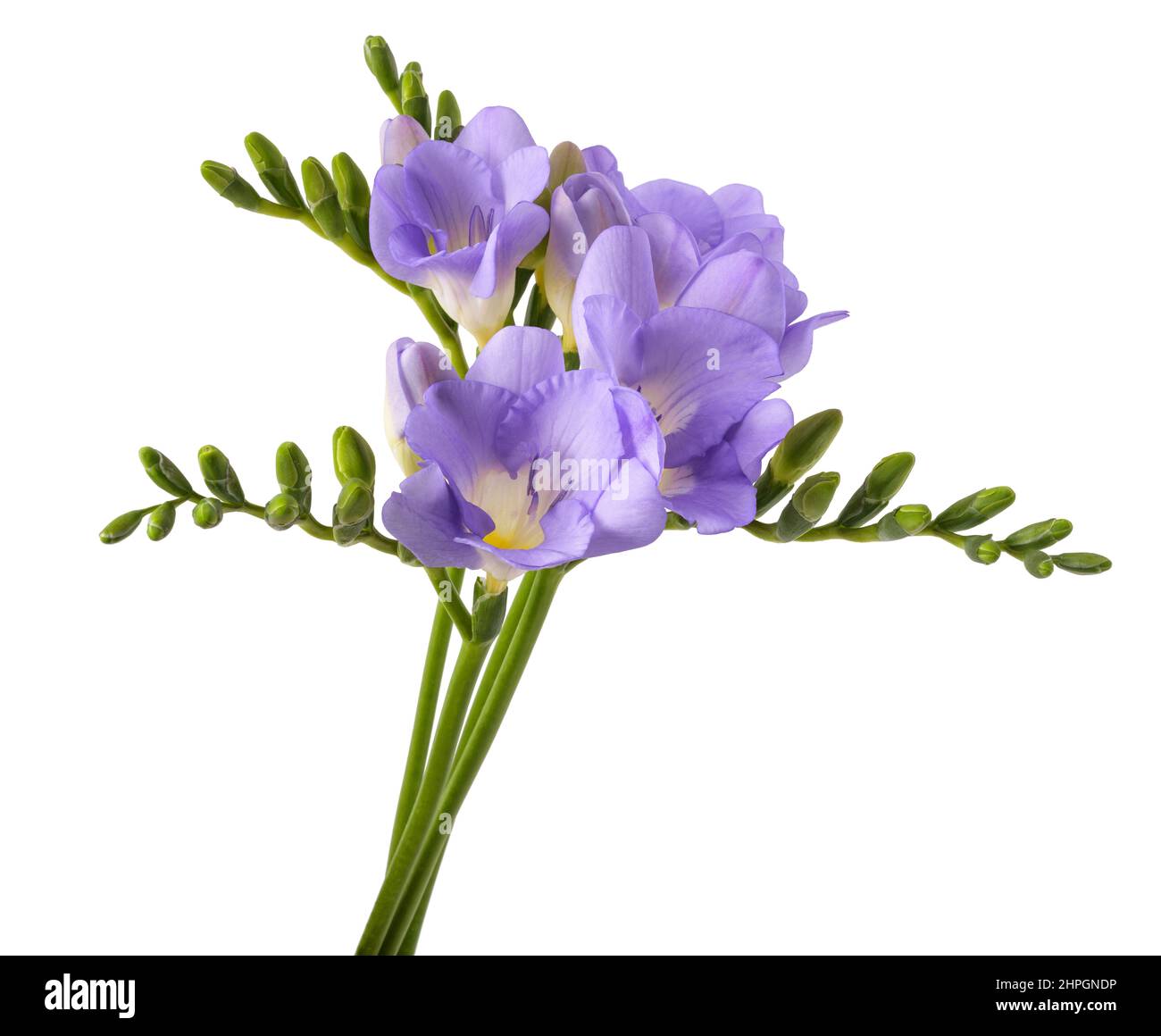 Freesia refracta immagini e fotografie stock ad alta risoluzione - Alamy