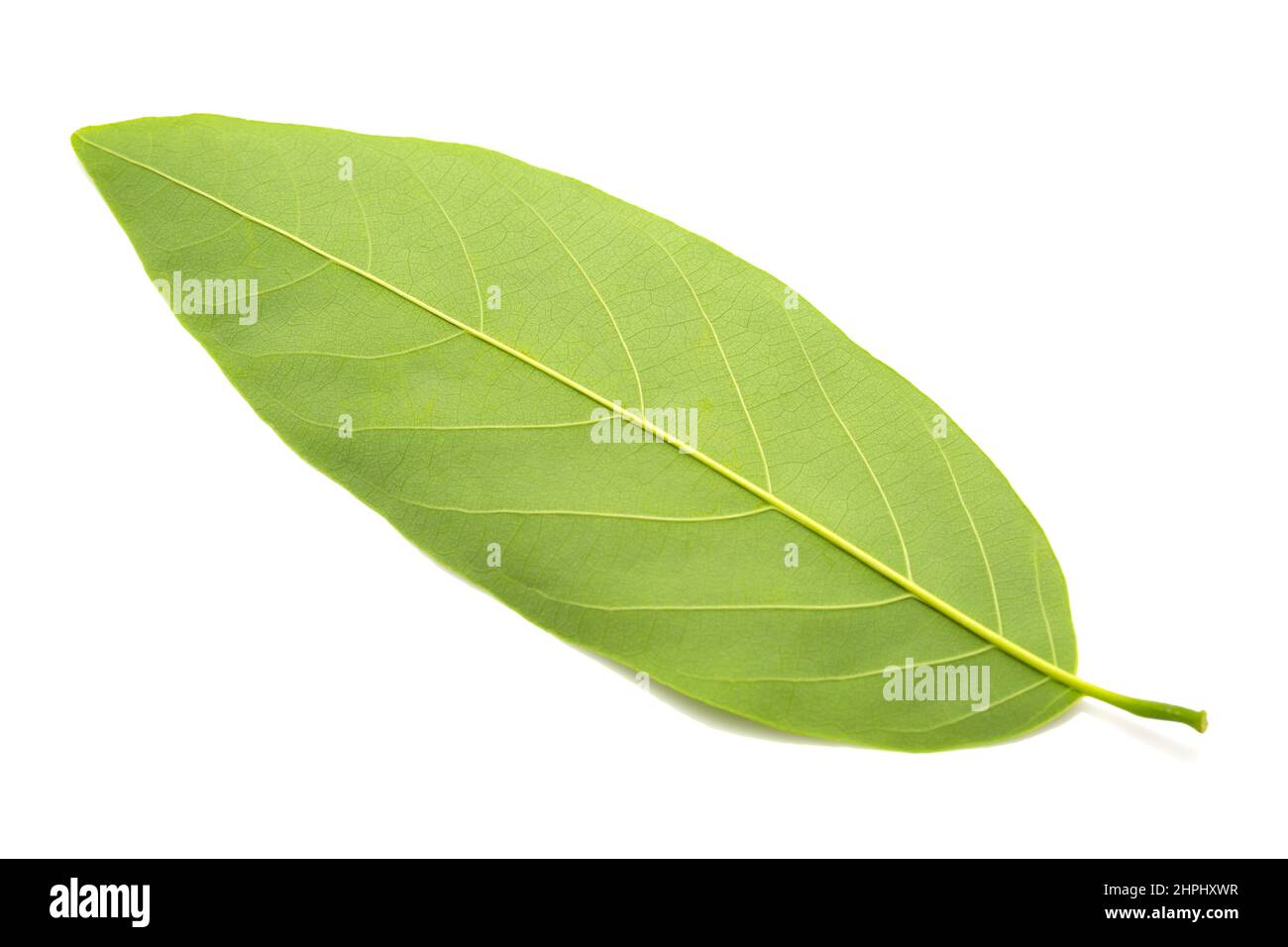 Sfondo texture foglia Immagini senza sfondo e Foto Stock ritagliate - Alamy