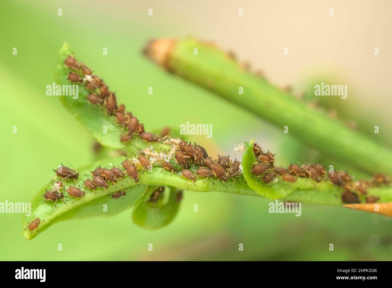 Danni da parassiti del giardino immagini e fotografie stock ad alta ...