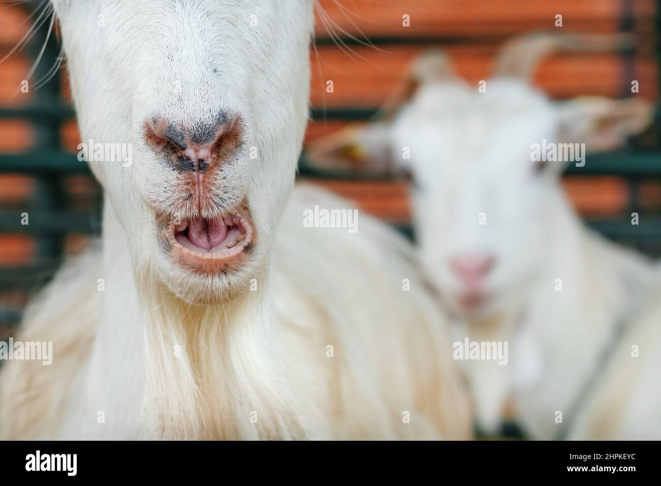 Denti di capra immagini e fotografie stock ad alta risoluzione - Alamy