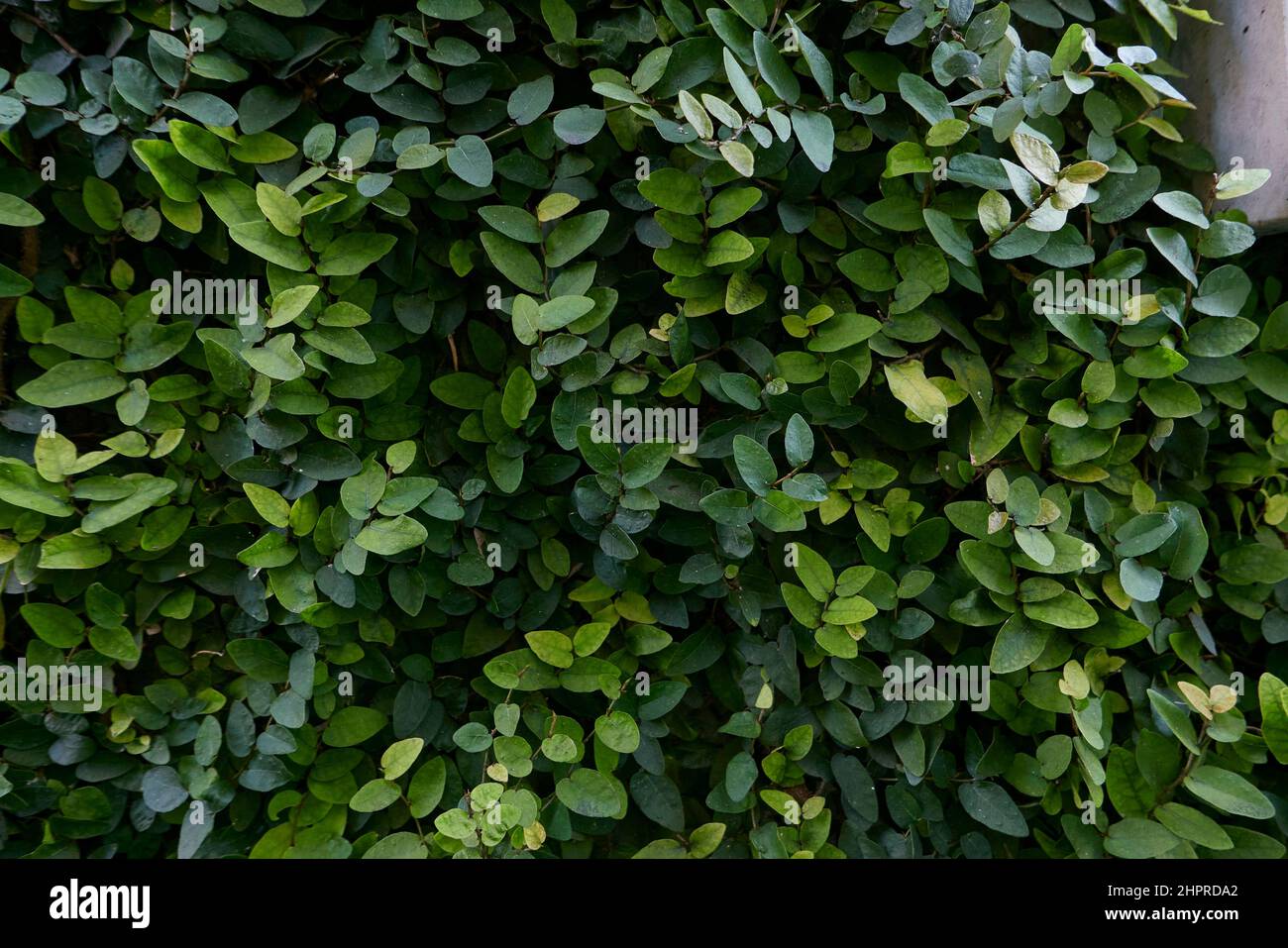 Creeping fig ficus pumila immagini e fotografie stock ad alta ...