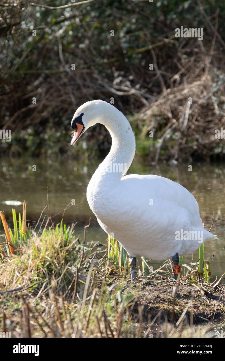 Fauna selvatica del cigno muto immagini e fotografie stock ad alta ...