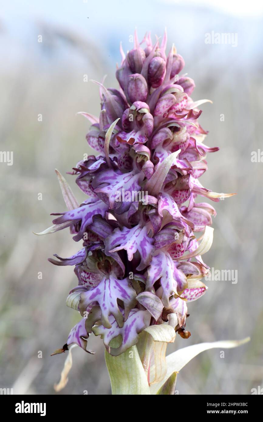 Orchidee autoctone della francia immagini e fotografie stock ad alta ...
