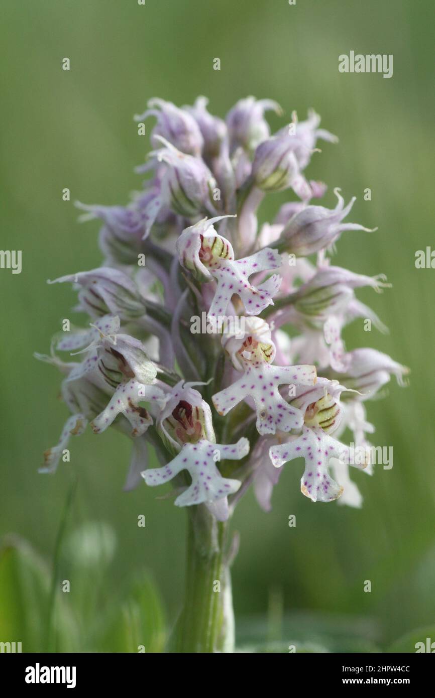 Orchidee autoctone della francia immagini e fotografie stock ad alta ...