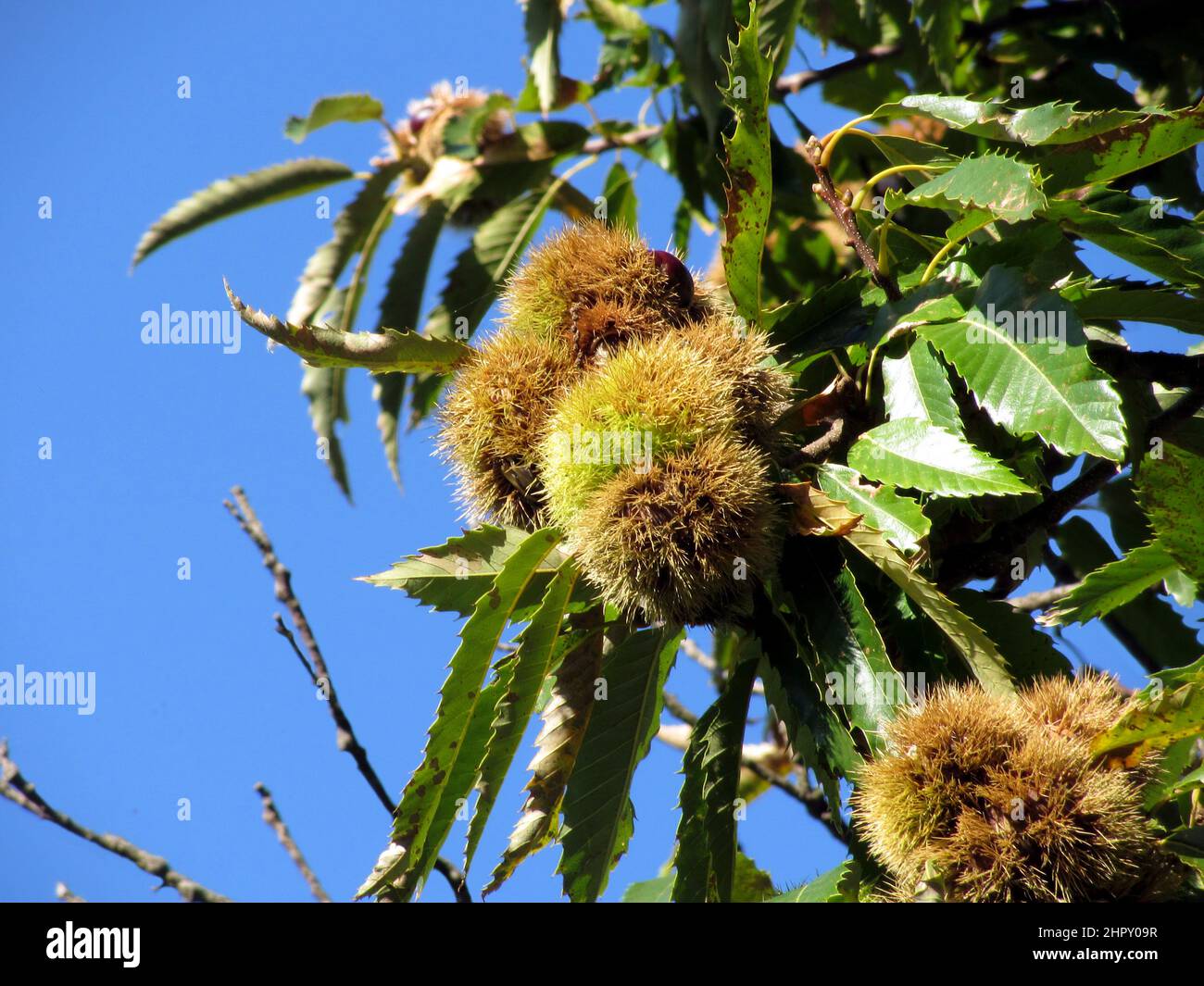 Campagna di alberi di castagne dolci immagini e fotografie stock ad ...