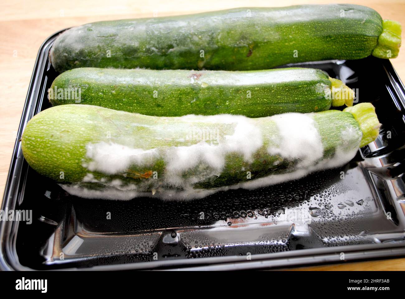 Muffa di zucchine immagini e fotografie stock ad alta risoluzione - Alamy