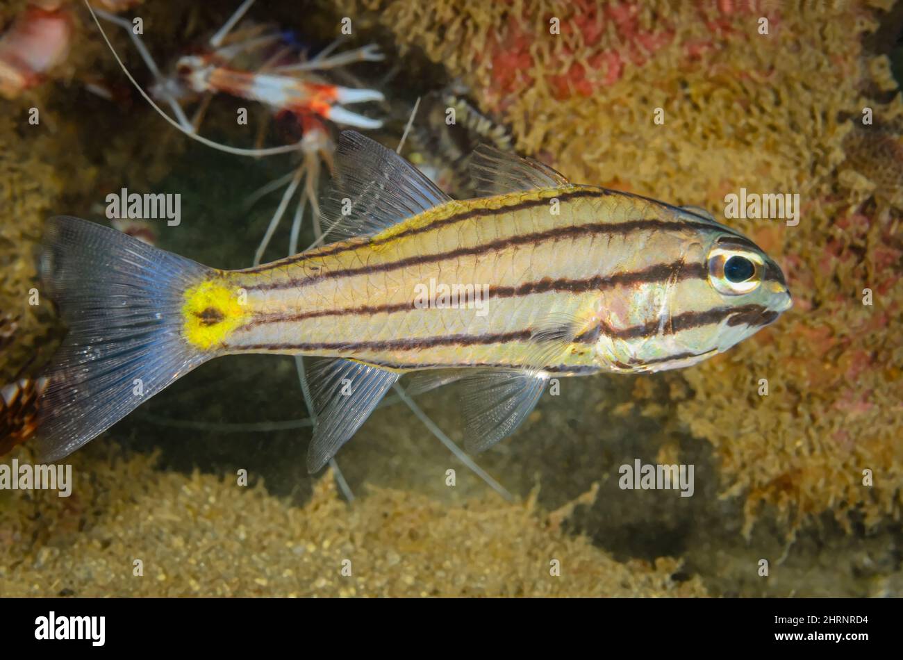Pesce cardinale dai denti di cane immagini e fotografie stock ad alta ...