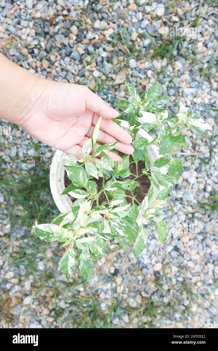 pianta del pepe o pianta del pepe viola, pianta del peperoncino o ...